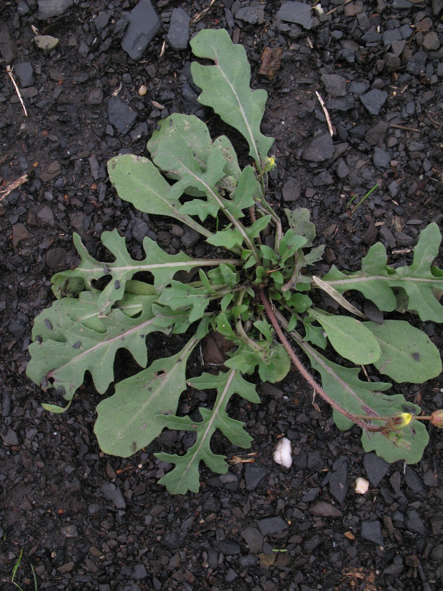 Diplotaxis muralis, Annual Wall-rocket